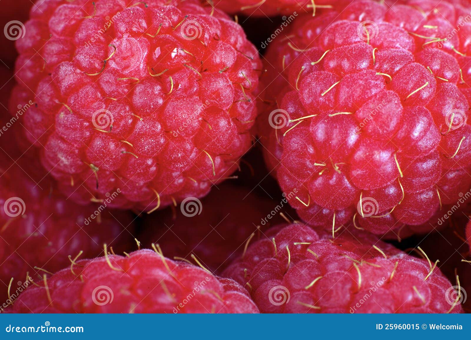 Raspberries Macro stock image. Image of genus, horizontal - 25960015