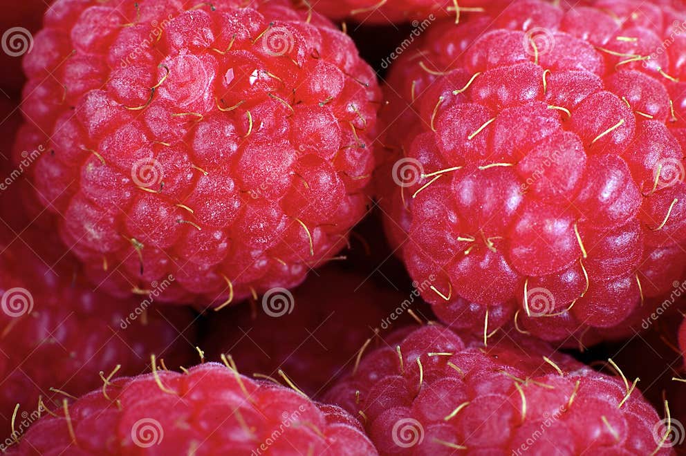 Raspberries Macro stock image. Image of genus, horizontal - 25960015