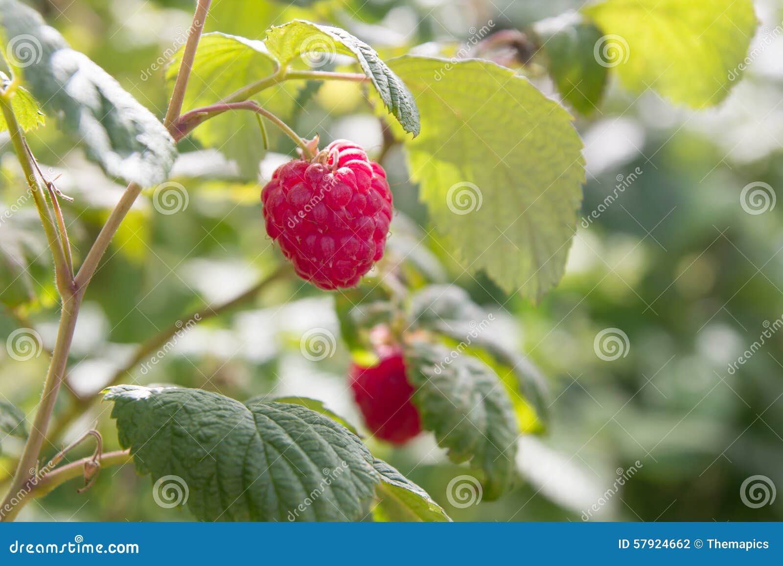 Raspberries stock photo. Image of bush, horizontal, berry - 57924662