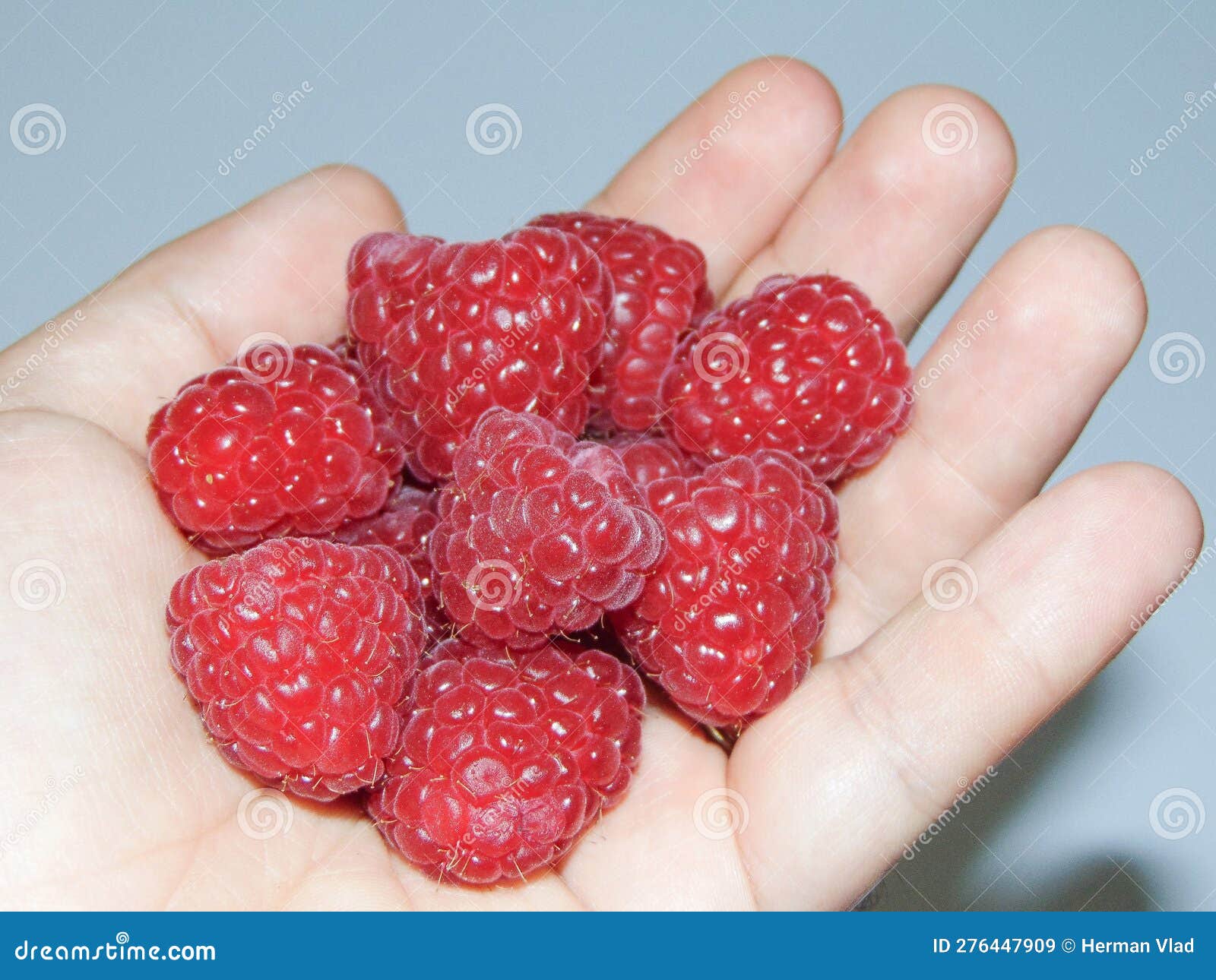 Raspberries in a Person S Hand. Fresh Raspberry Stock Image - Image of ...