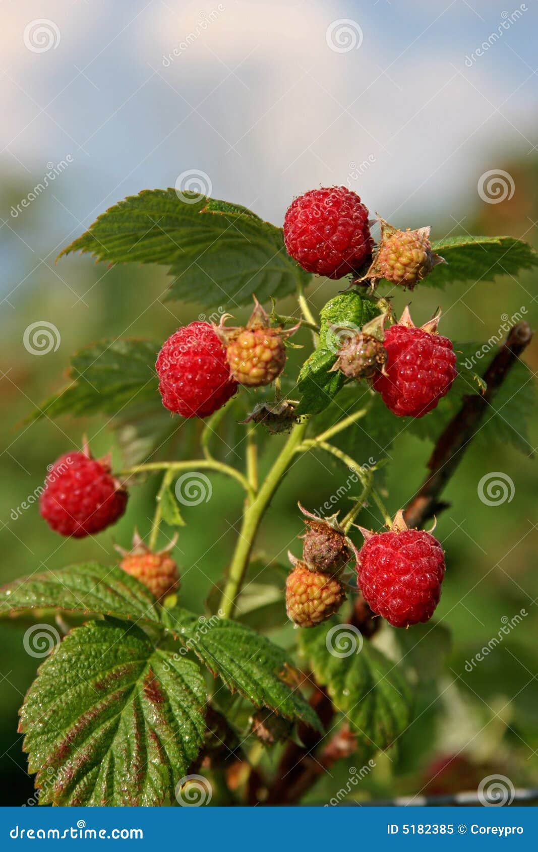 Raspberries | Picking Berries Stock Image - Image of fruit, berry: 5182385