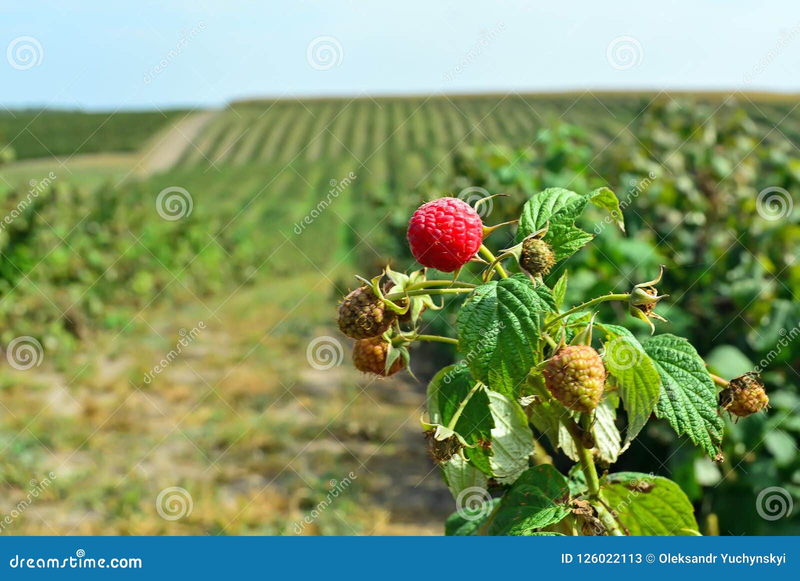 Raspberries on the Plantation during the Harvest Period Stock Image ...