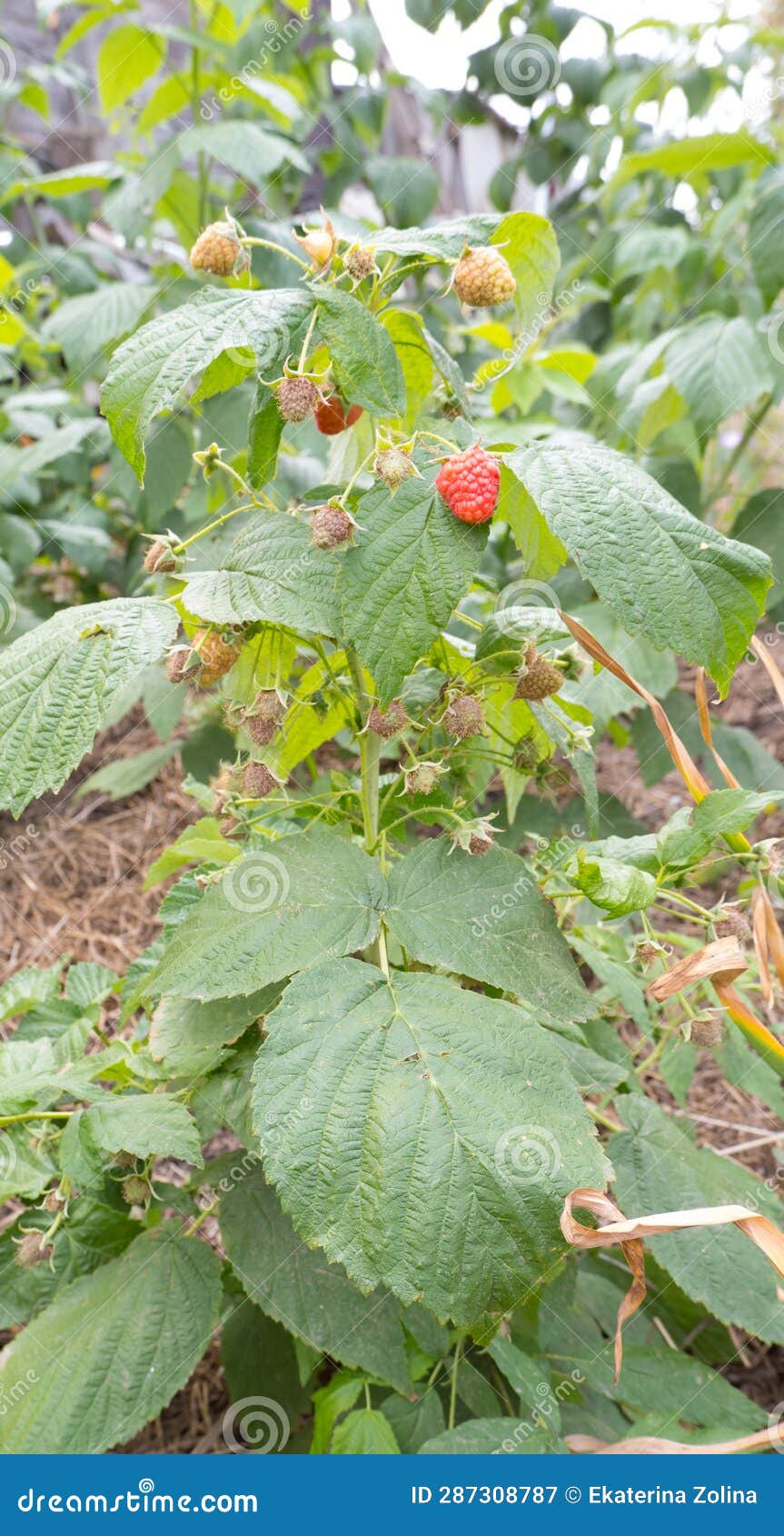 Raspberries Ripen on a Branch in the Garden. Stock Image - Image of ...