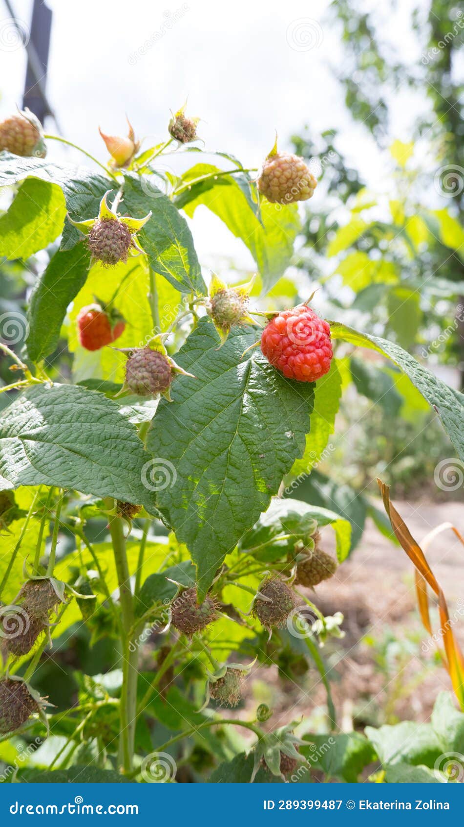 Raspberries Ripen on a Branch in the Garden. Stock Image - Image of ...