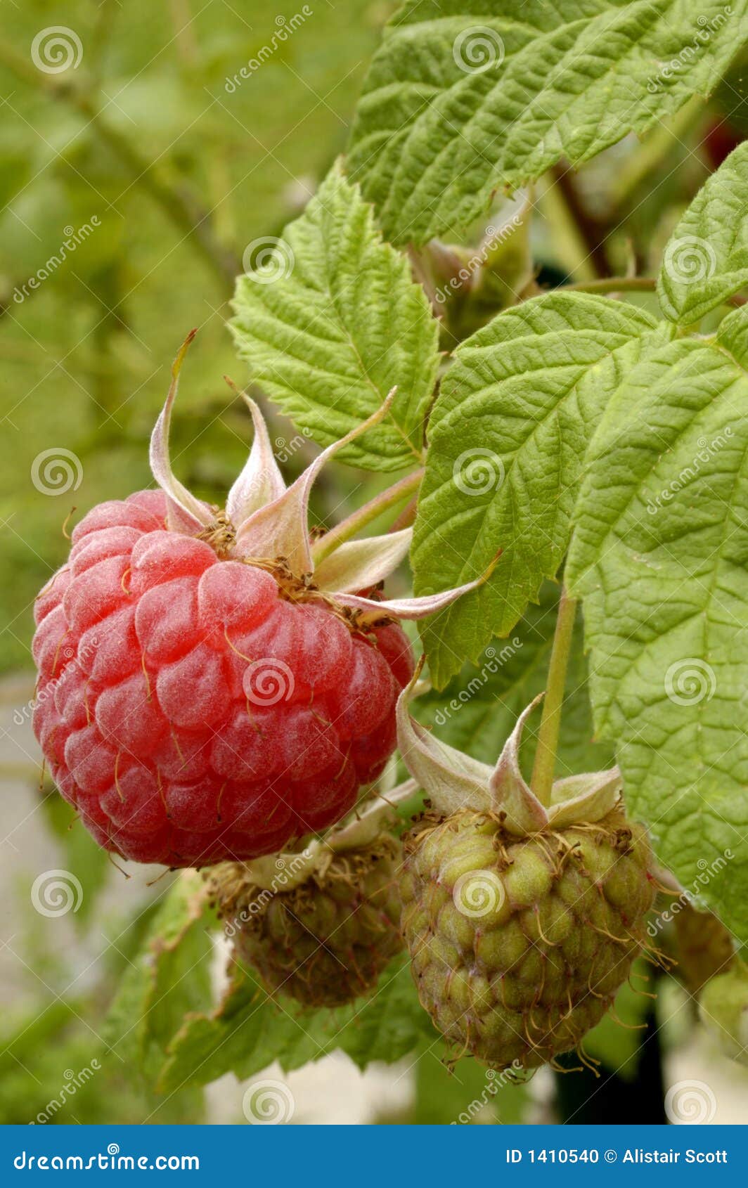 Raspberries, ripening stock photo. Image of agriculture - 1410540