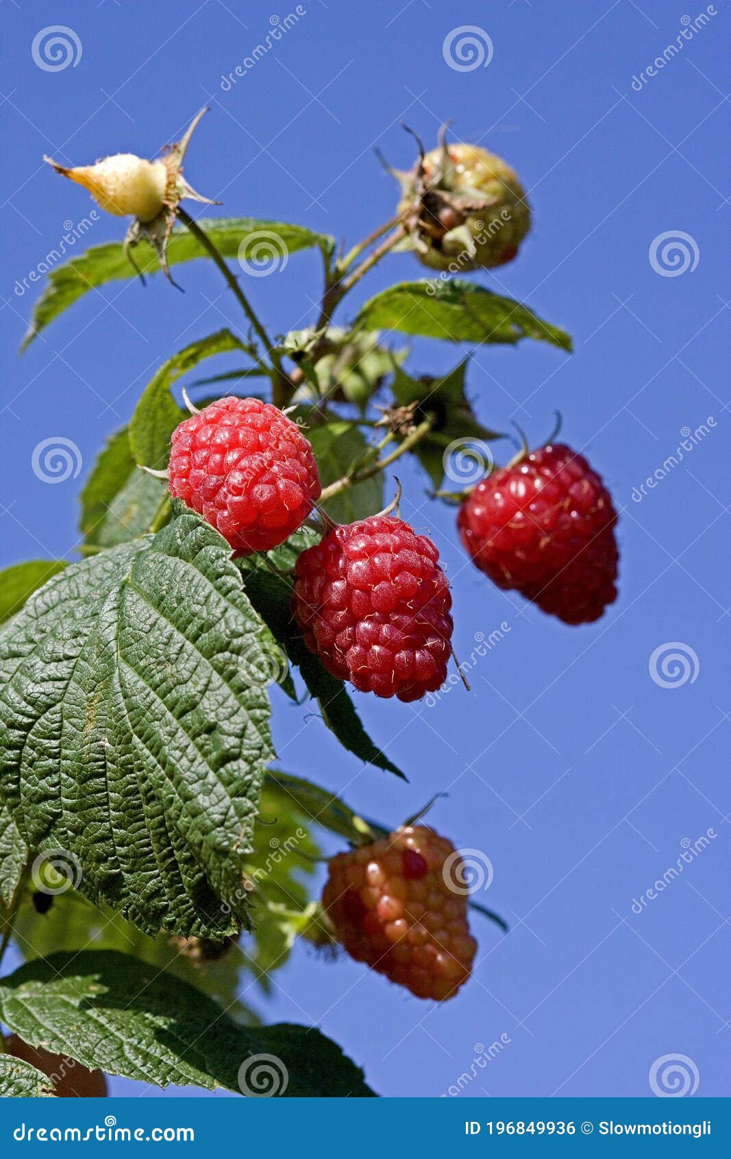 Raspberries, Rubus Idaeus, Normandy Stock Photo - Image of raspberry ...