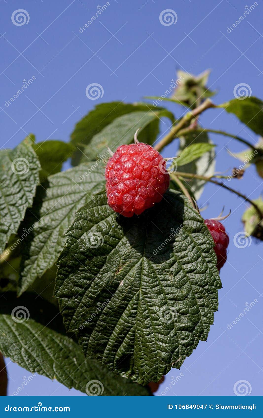Raspberries, Rubus Idaeus, Normandy Stock Image - Image of berry ...