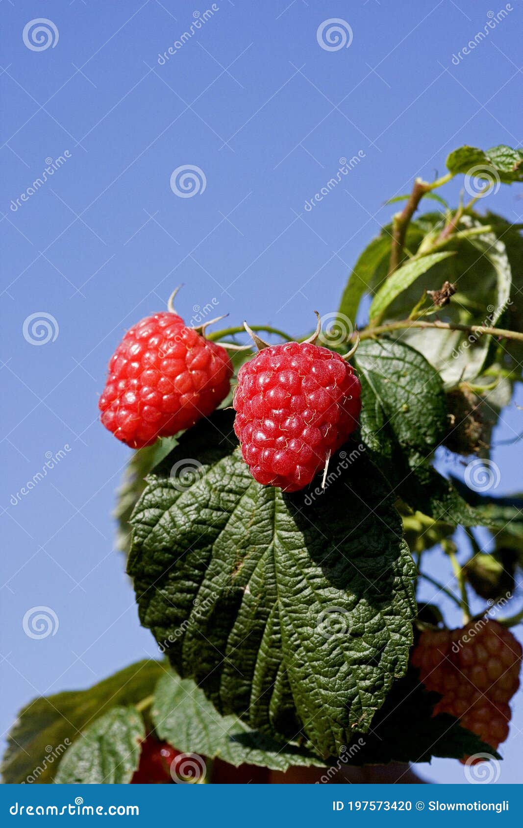 Raspberries, Rubus Idaeus, Normandy Stock Photo - Image of bush, europe ...
