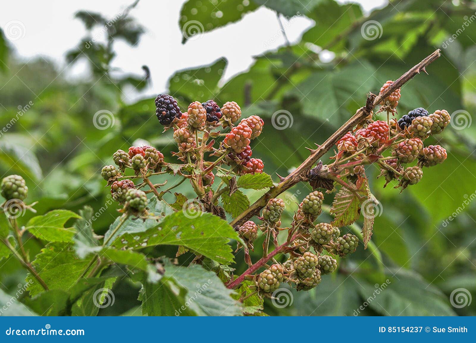Raspberries Rubus stock image. Image of colors, raspberries - 85154237