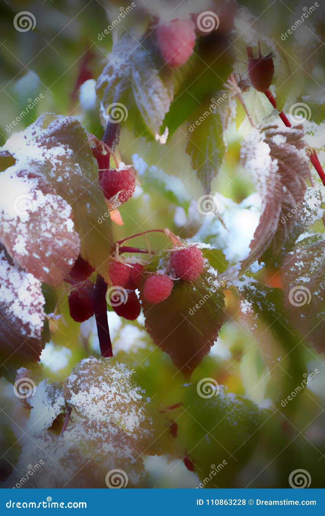Raspberries in the Snow in September Stock Photo - Image of leaf ...