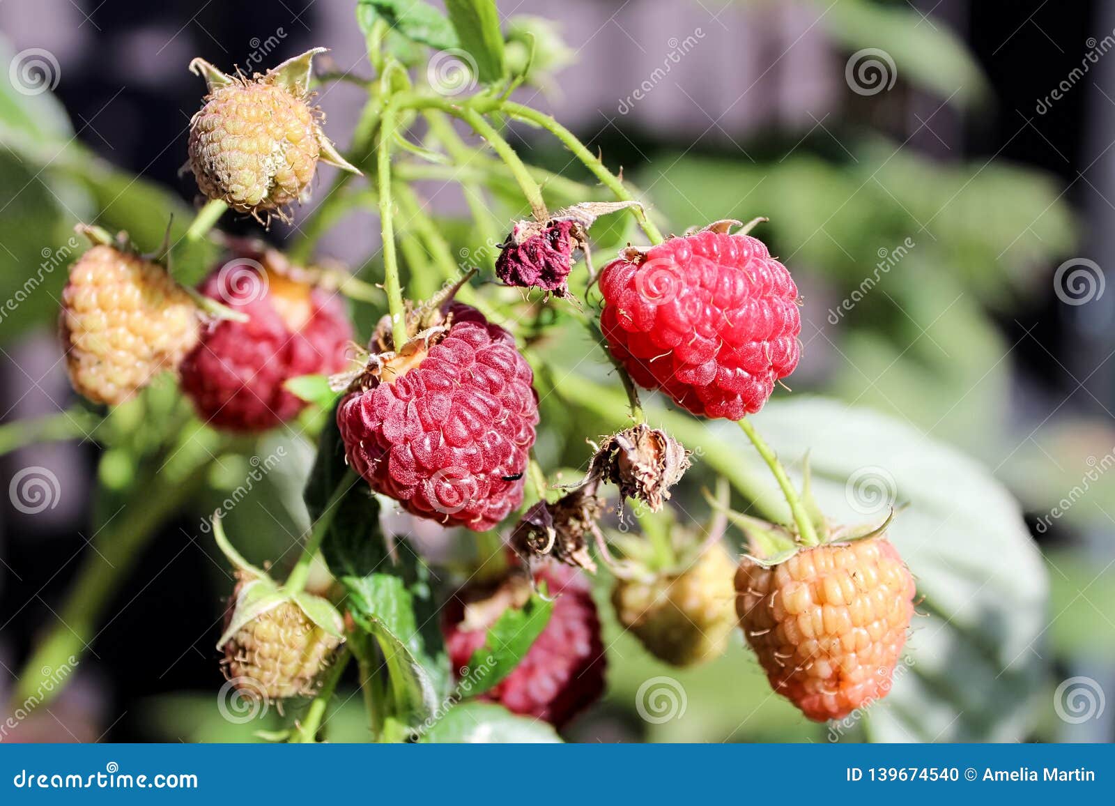 Raspberries in Various Stages of Ripeness on the Plant Stock Photo ...