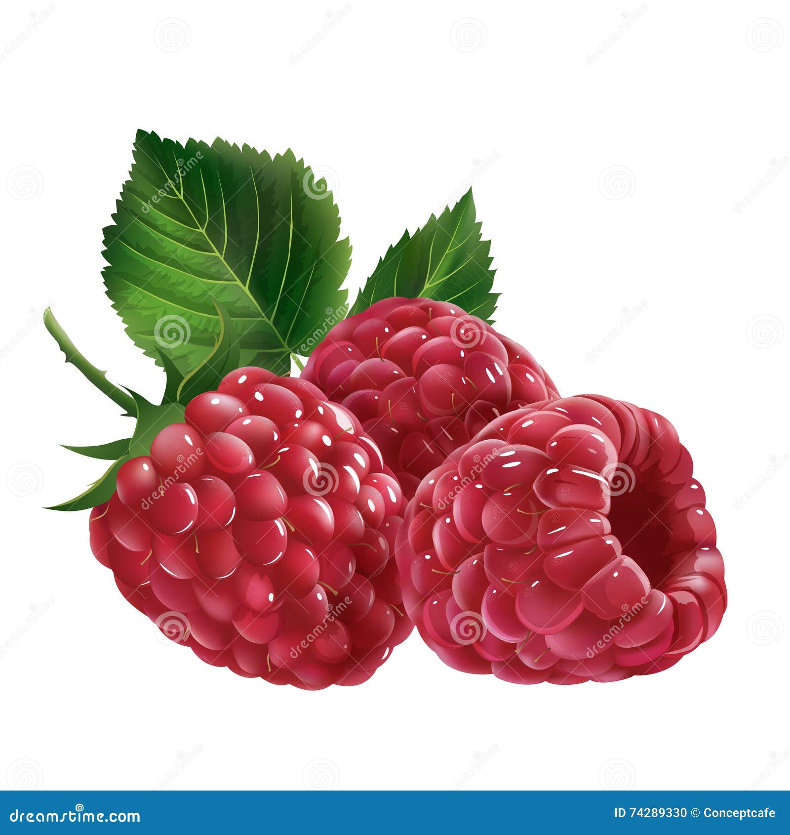 Raspberries on White Background Stock Illustration - Illustration of ...