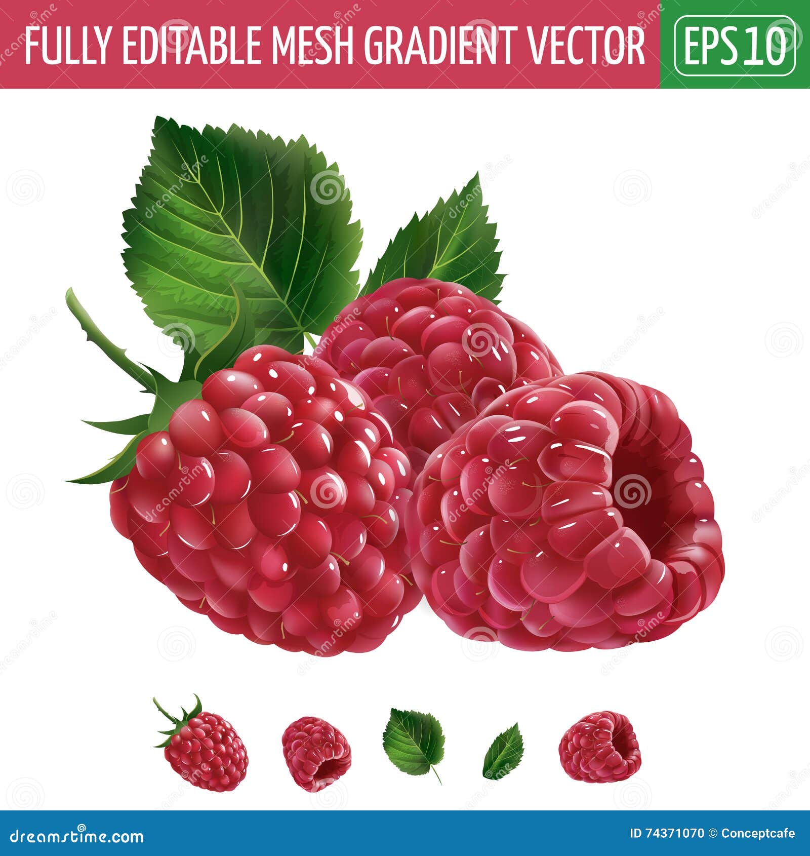 Raspberries on White Background. Vector Illustration Stock Vector ...