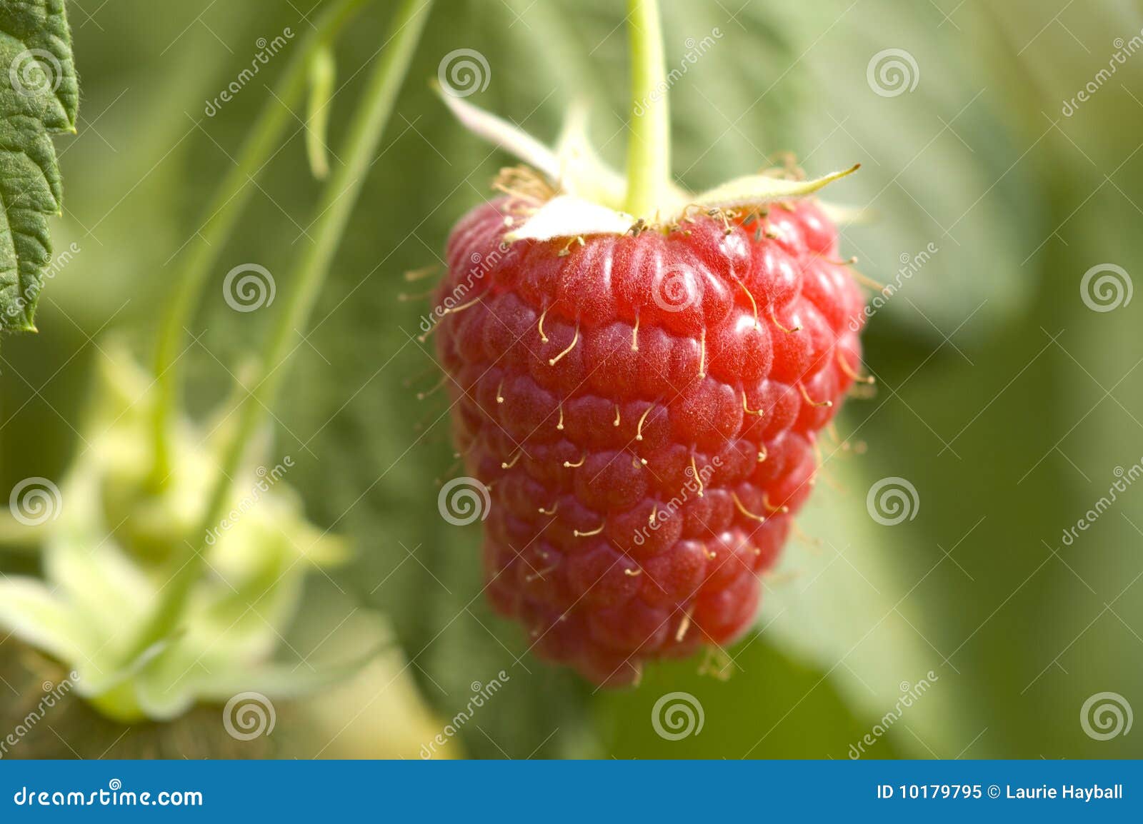 Raspberry stock image. Image of organic, bush, farm, juicy - 10179795