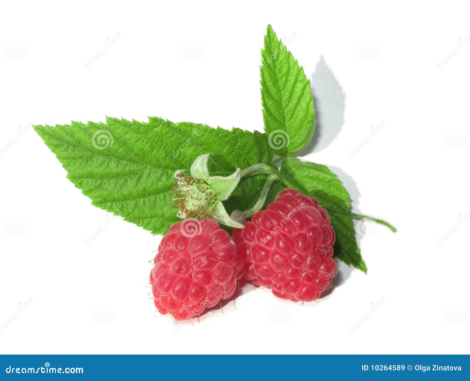 Raspberry stock image. Image of green, raspberry, juicy - 10264589