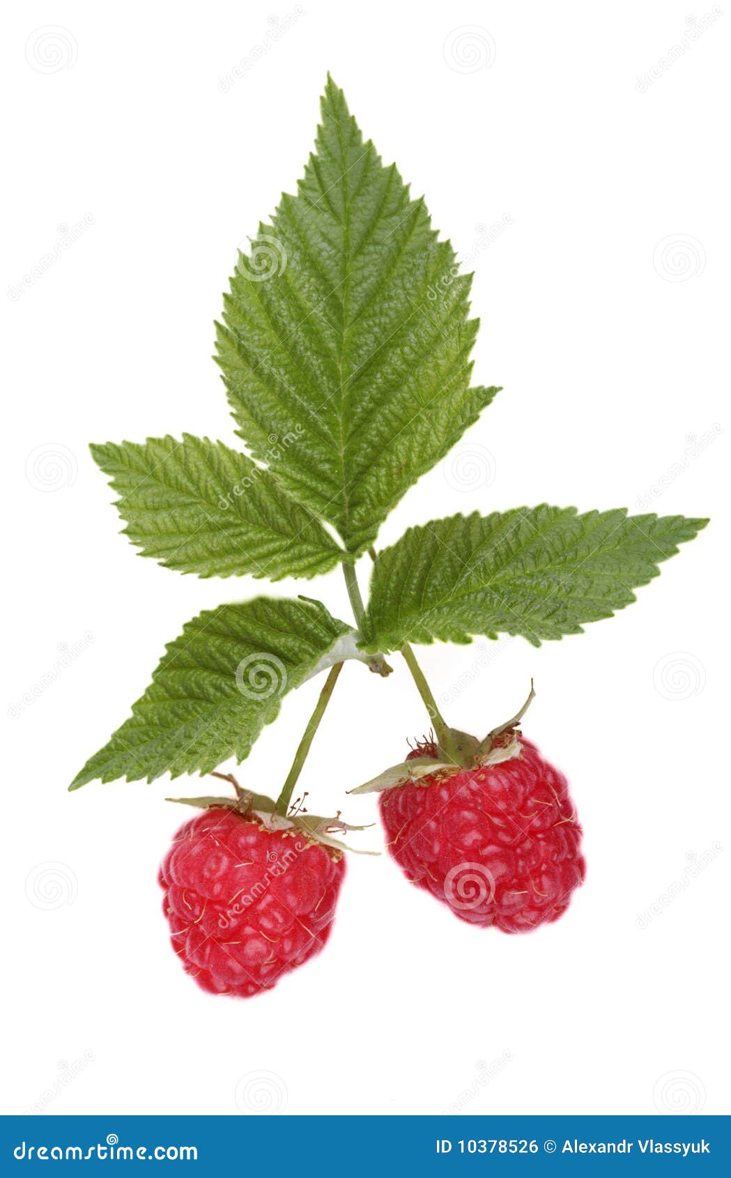 Raspberry stock photo. Image of isolated, growth, fruit - 10378526