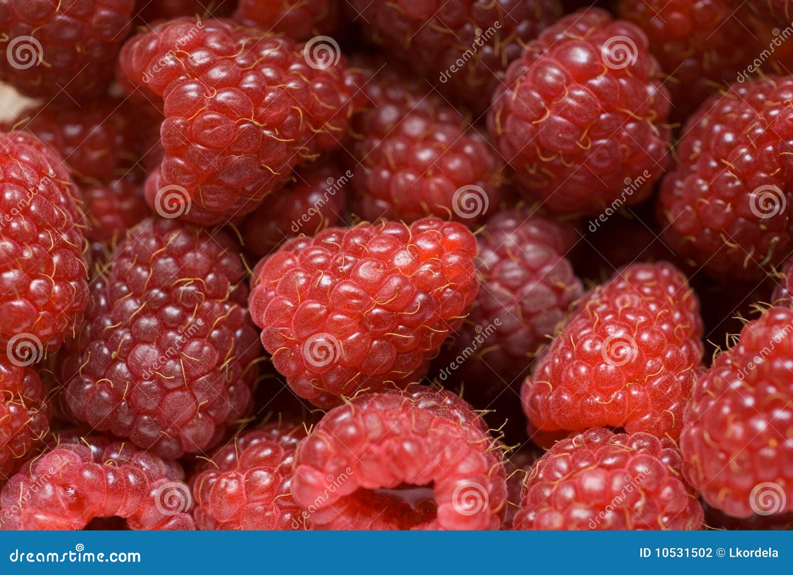 Raspberry stock photo. Image of nature, garden, bunch - 10531502