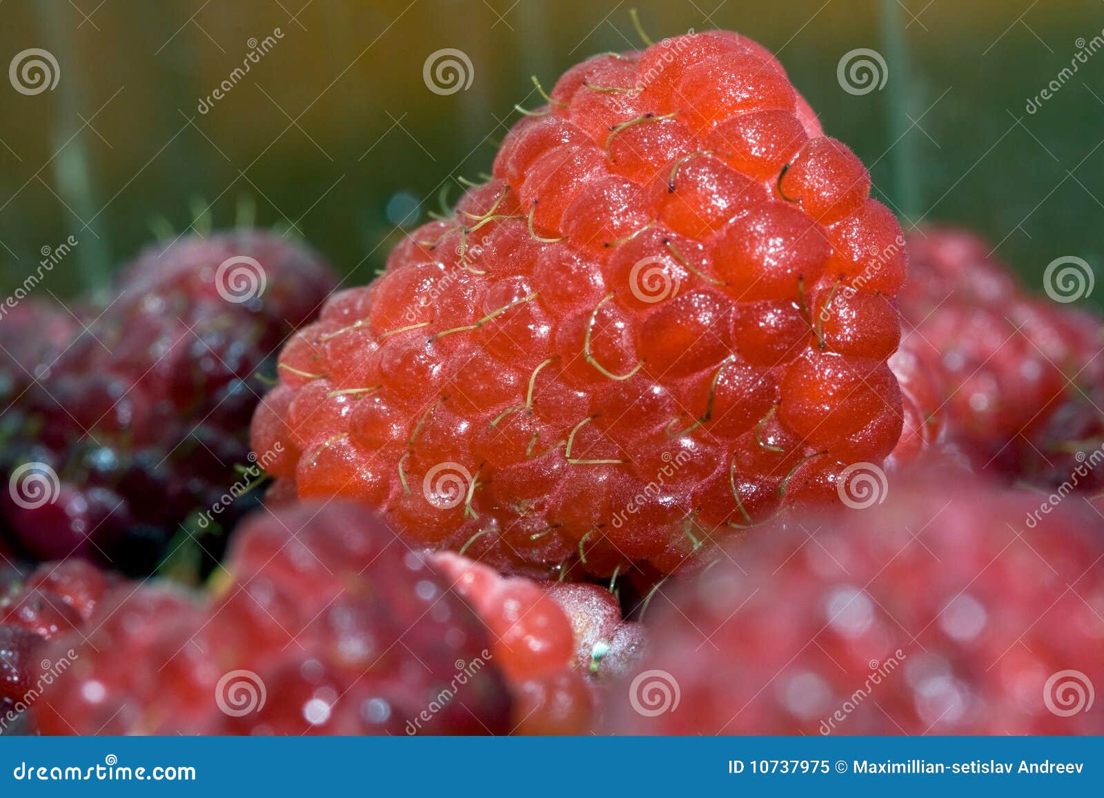 Raspberry stock image. Image of ripe, organic, objects - 10737975