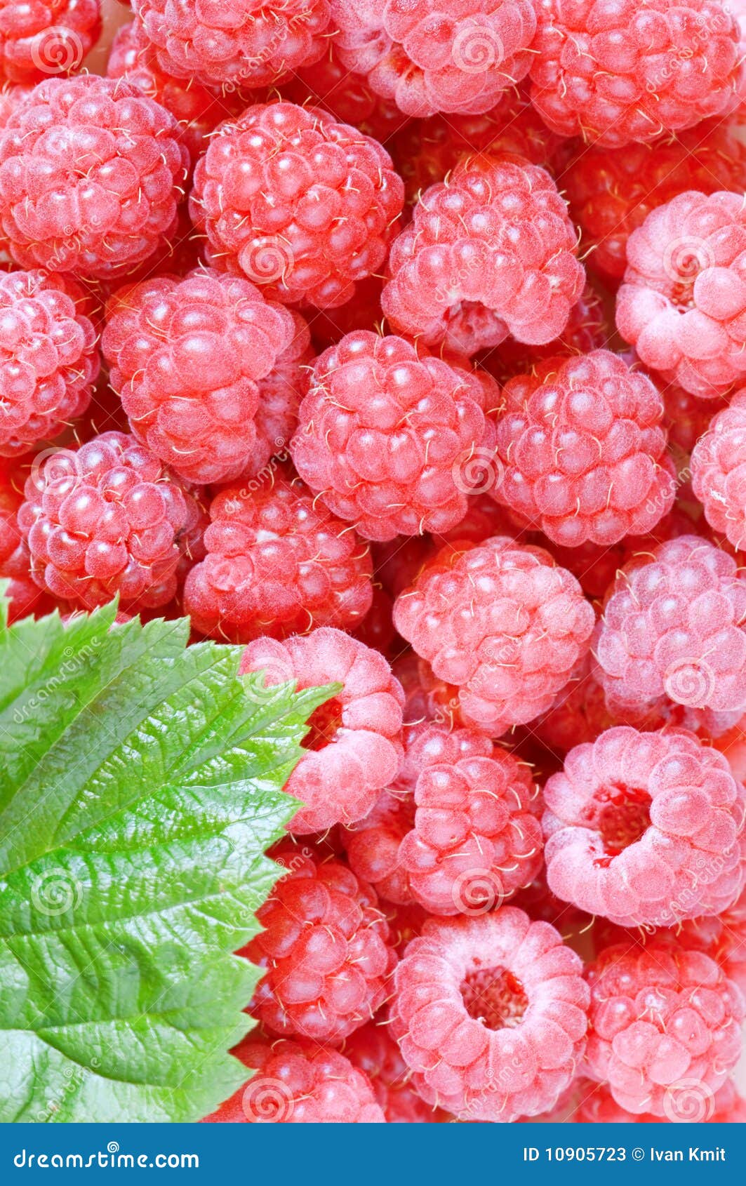 Raspberry stock image. Image of food, dessert, nature - 10905723