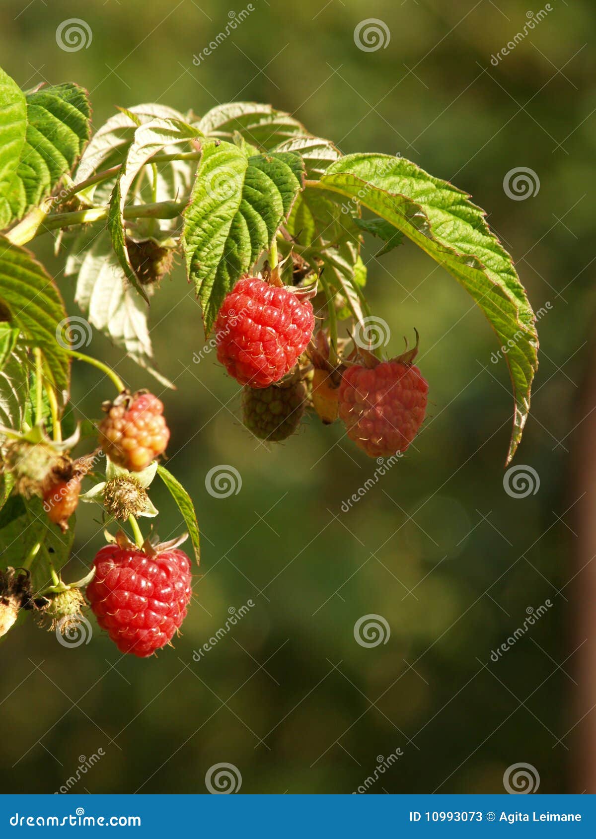 Raspberry stock image. Image of raspberry, organic, garden - 10993073