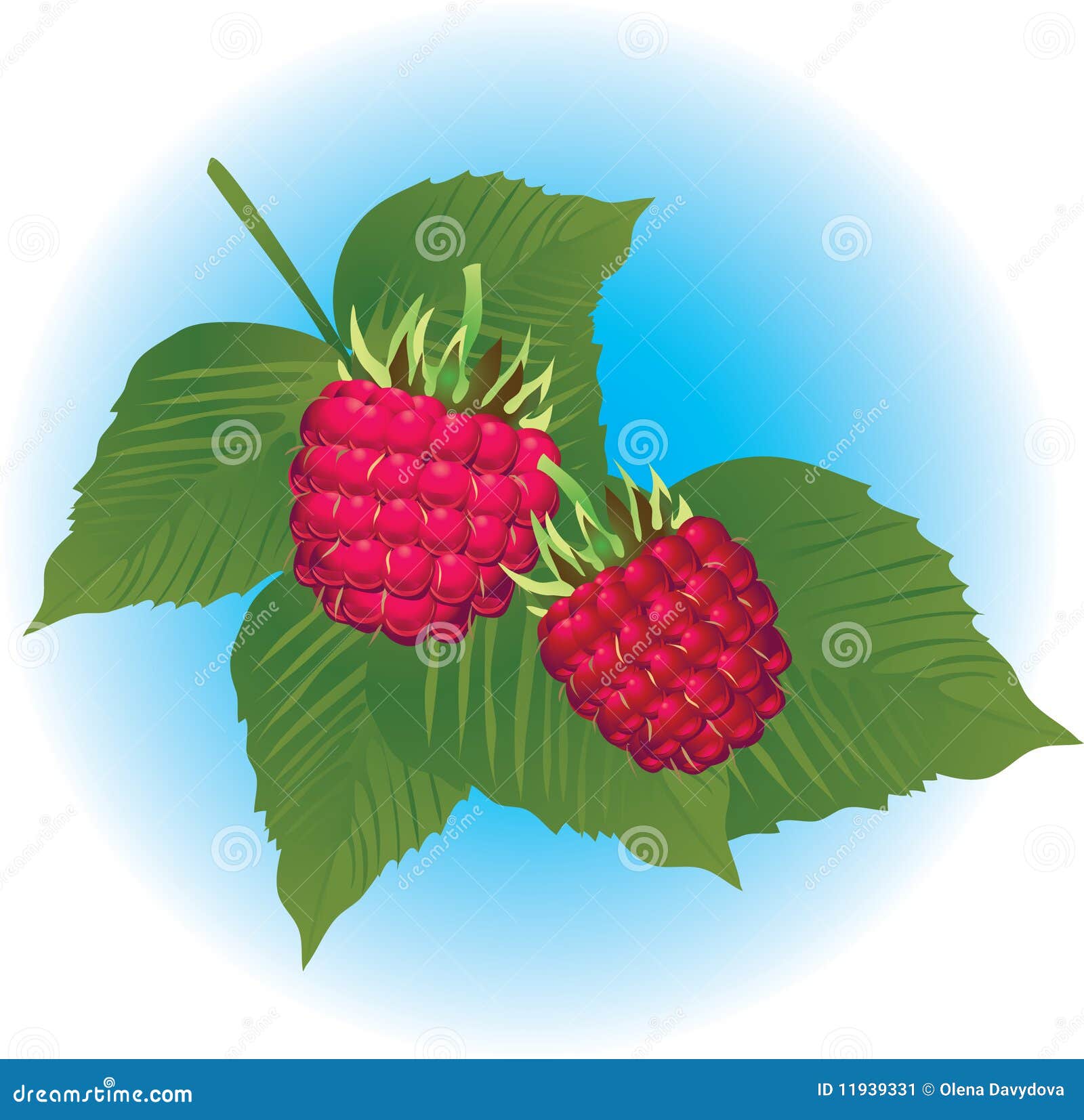 Raspberry stock vector. Illustration of graphic, healthy - 11939331
