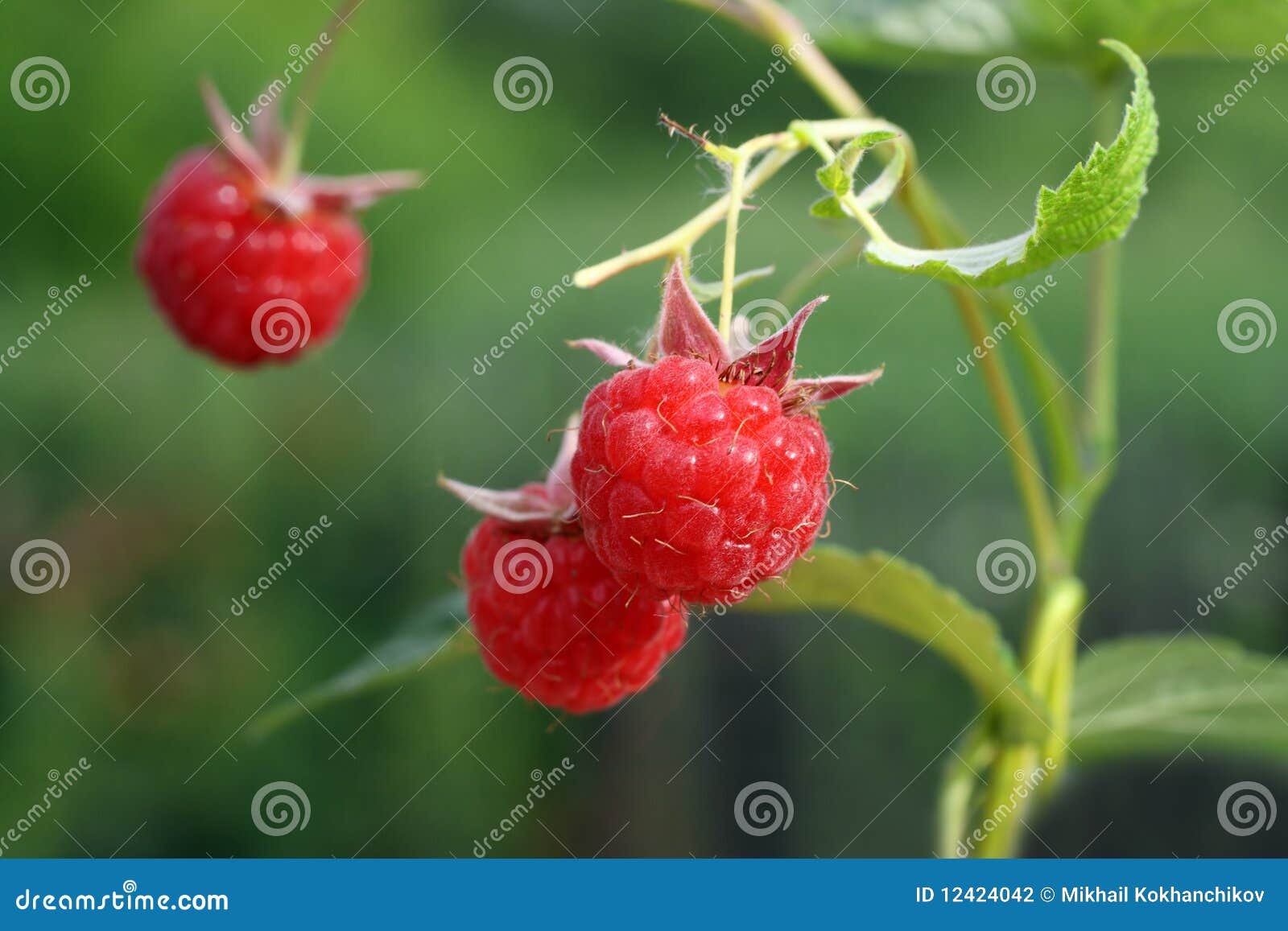 Raspberry stock photo. Image of growth, raspberry, refreshment - 12424042