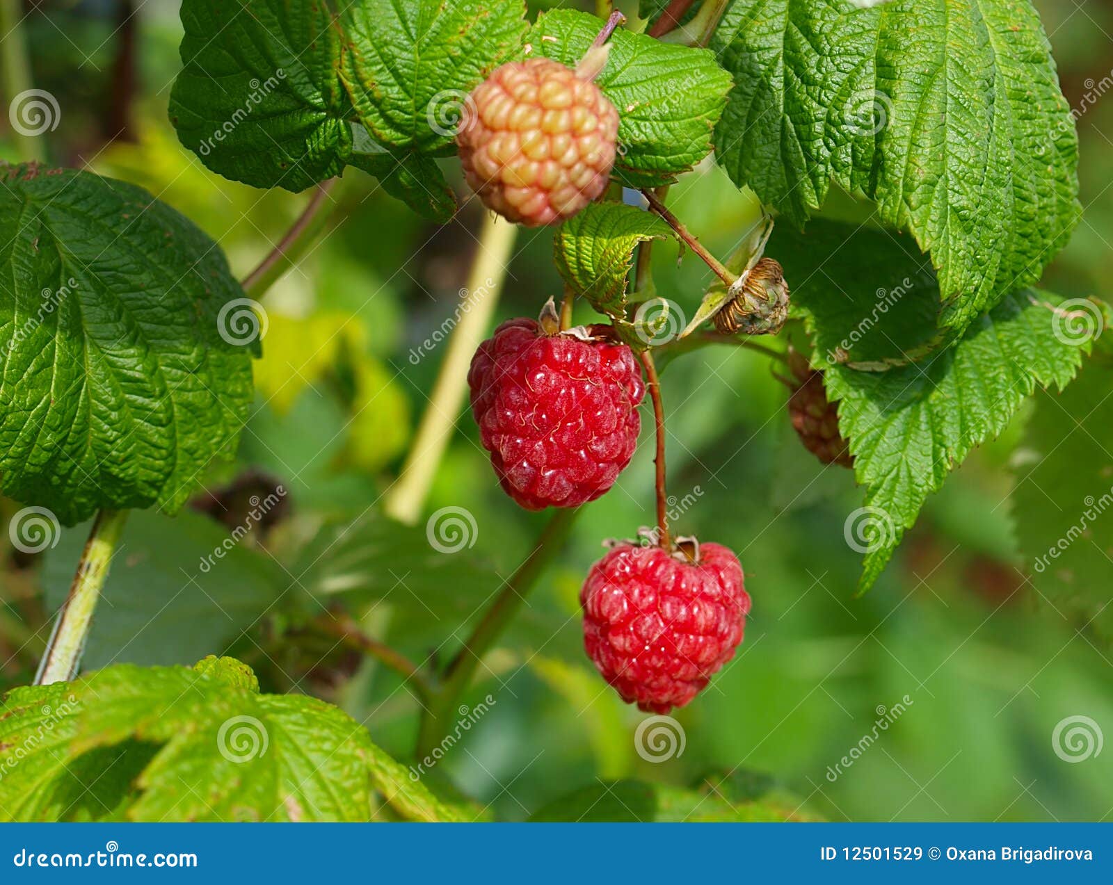 Raspberry stock image. Image of organic, cultivated, dessert - 12501529