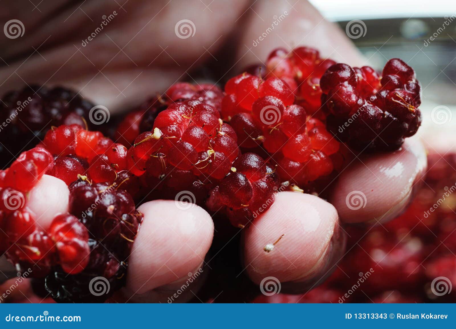 Raspberry. stock image. Image of close, small, tasty - 13313343