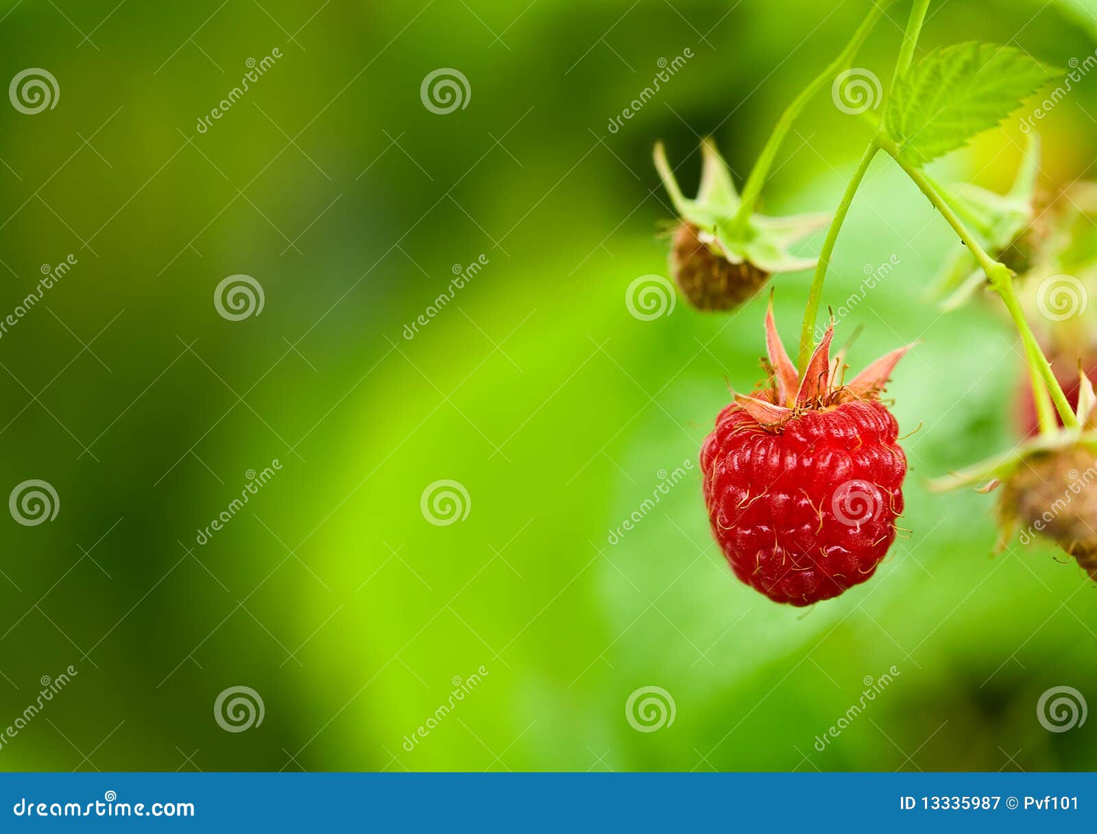Raspberry stock image. Image of sweet, eating, soft, raspberries - 13335987