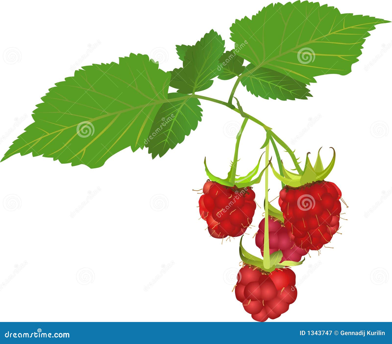 Raspberry stock vector. Illustration of flora, raspberry - 1343747