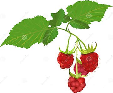 Raspberry stock vector. Illustration of flora, raspberry - 1343747