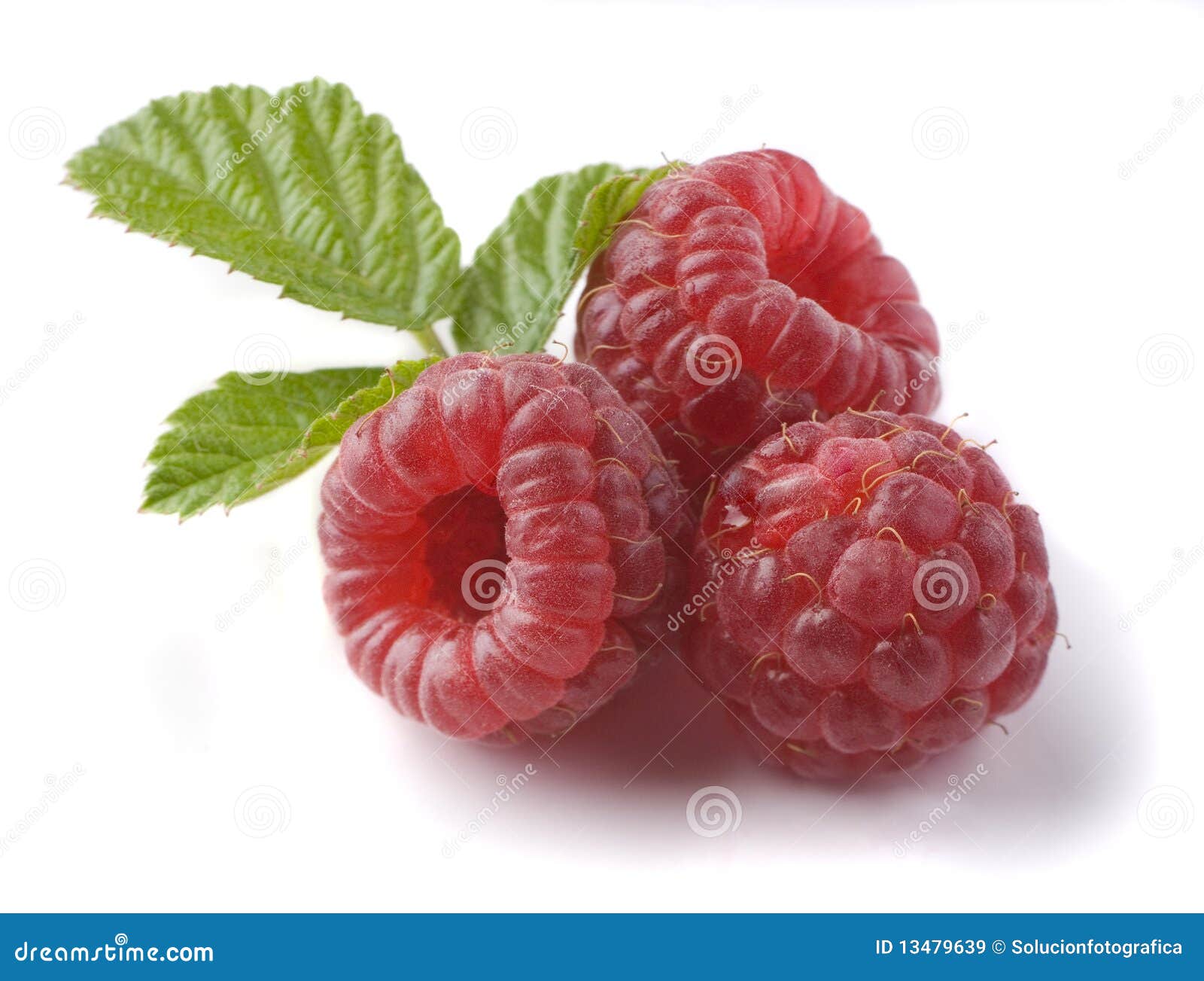 Raspberry stock image. Image of three, green, diet, foliage - 13479639