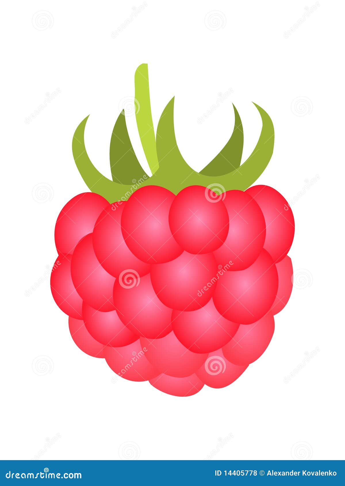 Raspberry stock vector. Illustration of delicious, diet - 14405778
