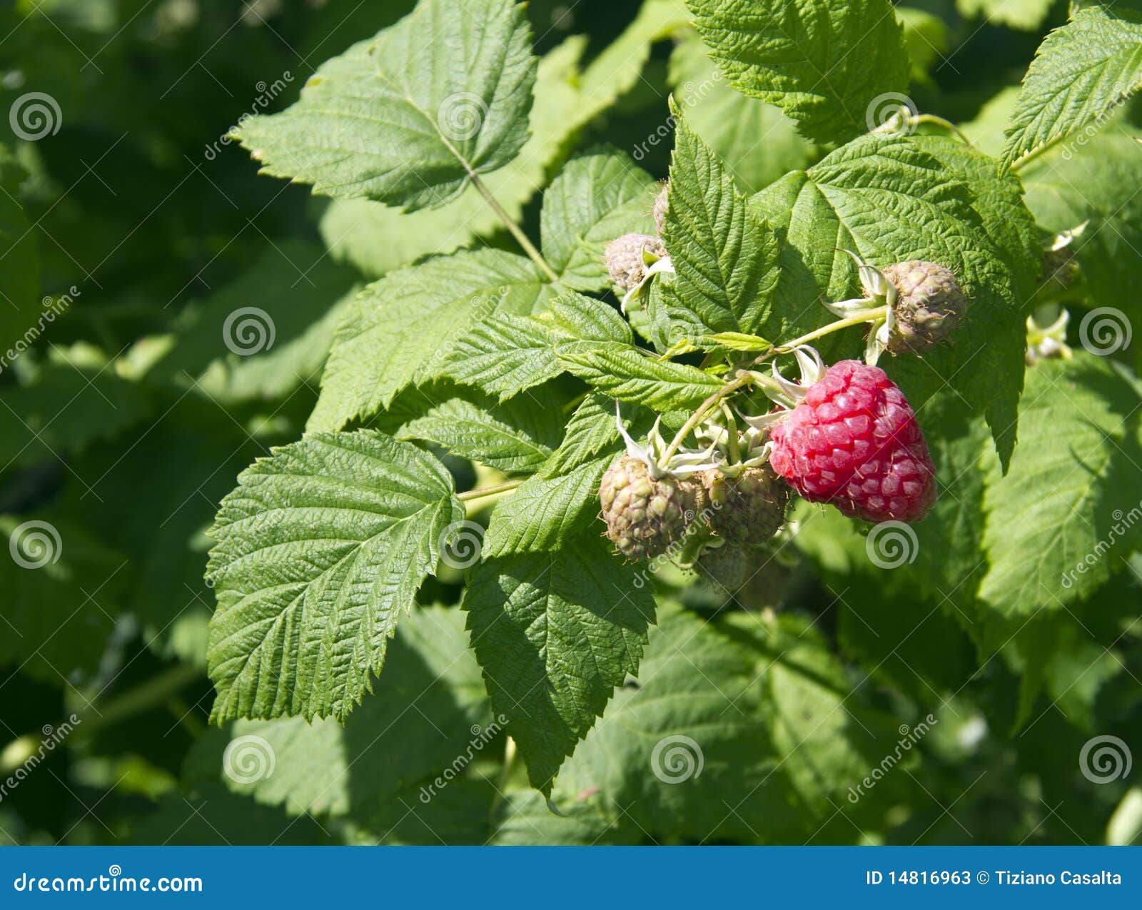 Raspberry stock image. Image of leaf, lush, harvesting - 14816963