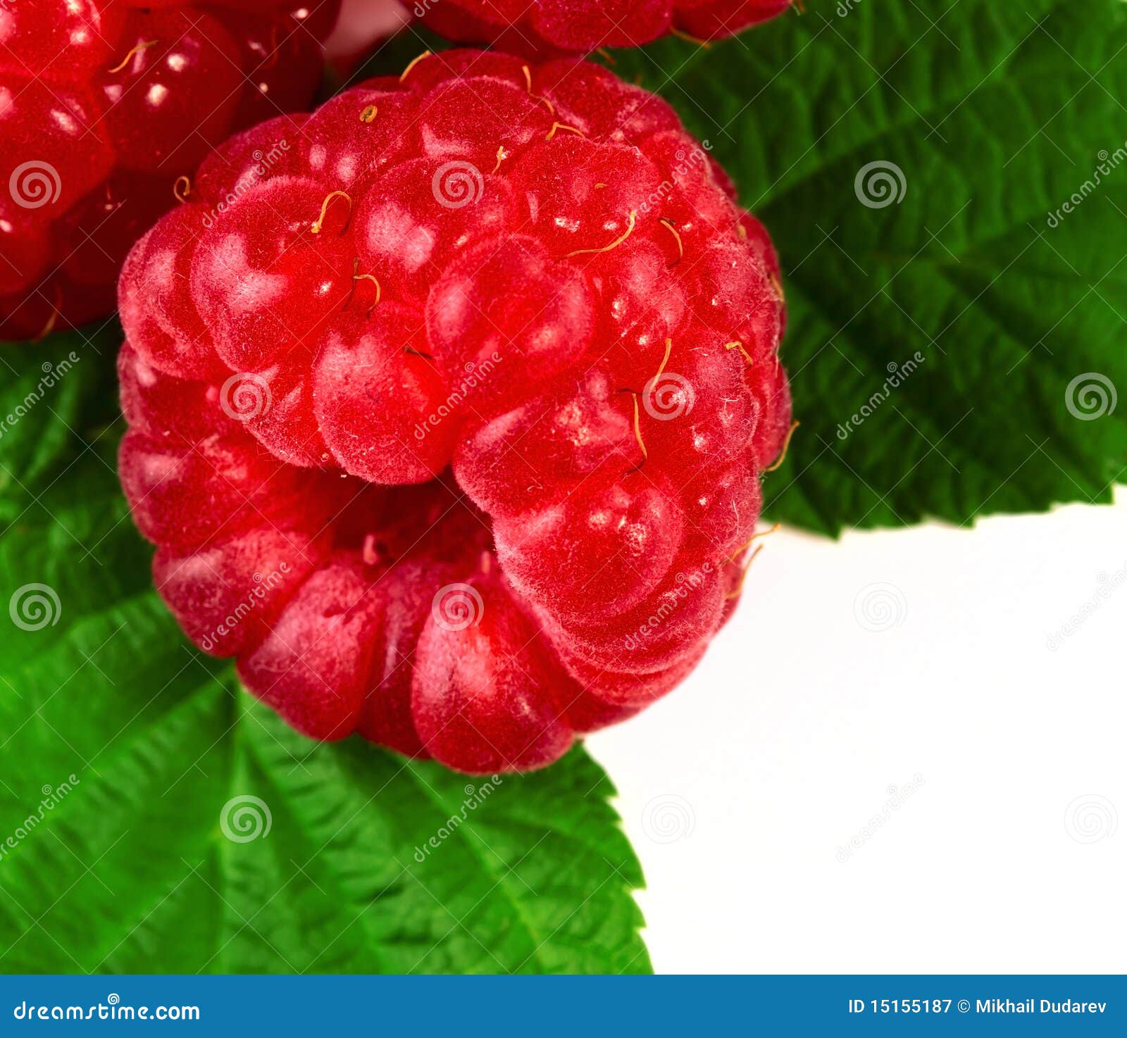 Raspberry stock image. Image of nutrition, green, juicy - 15155187