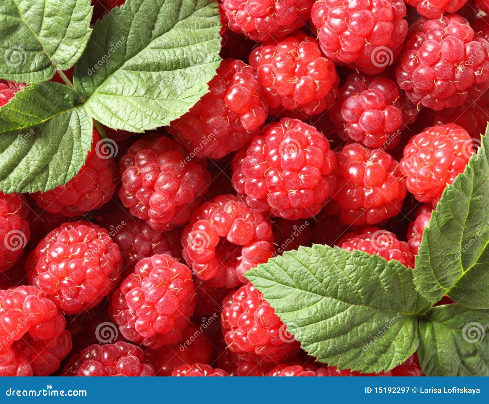 Raspberry stock image. Image of sweet, raspberry, natural - 15192297