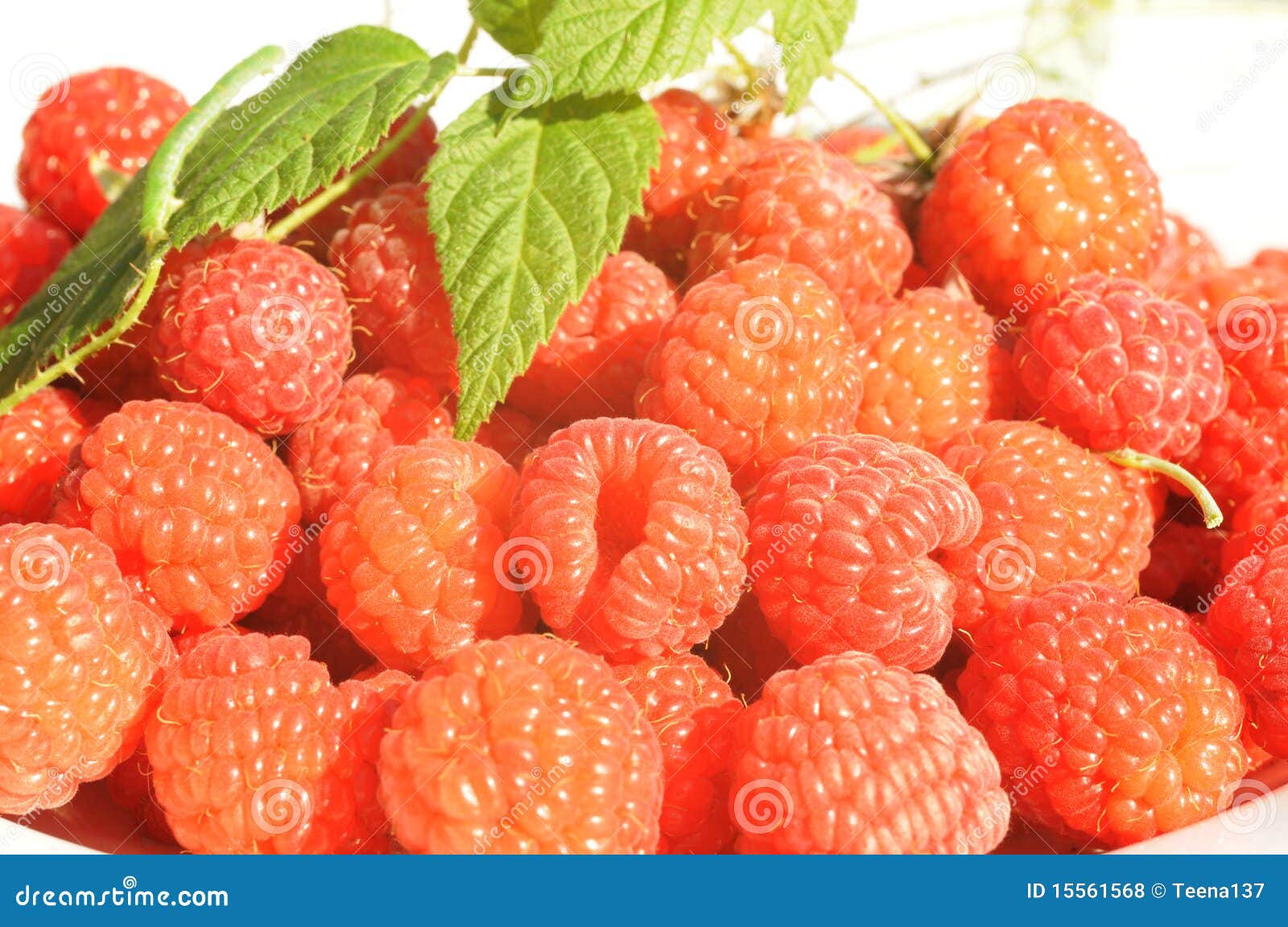 Raspberry stock photo. Image of fresh, pure, health, berry - 15561568