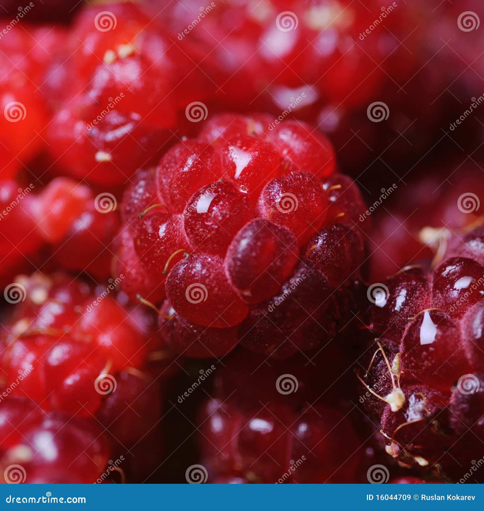 Raspberry. stock image. Image of food, nature, fresh - 16044709