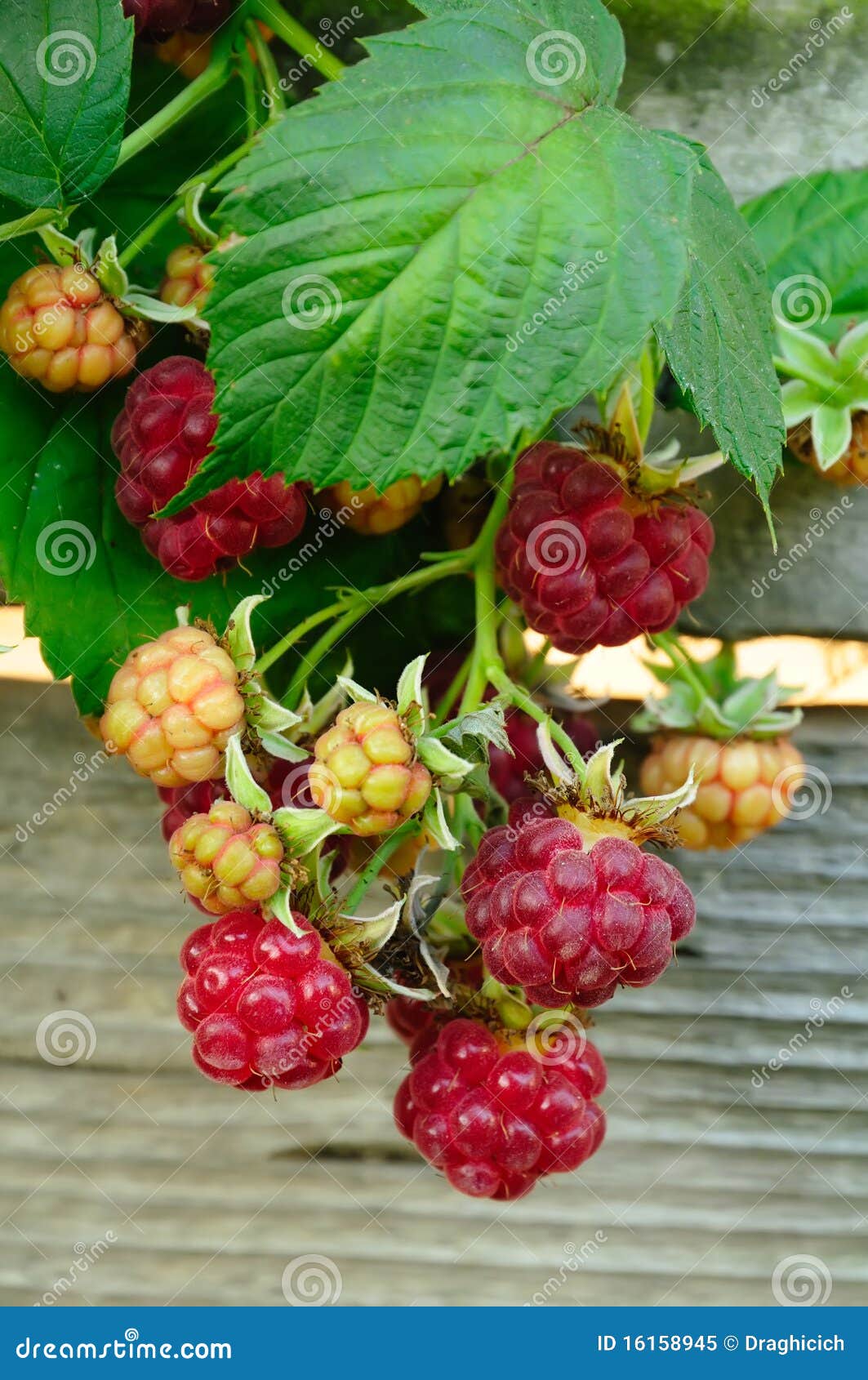 Raspberry stock image. Image of raspberry, fresh, harvest - 16158945