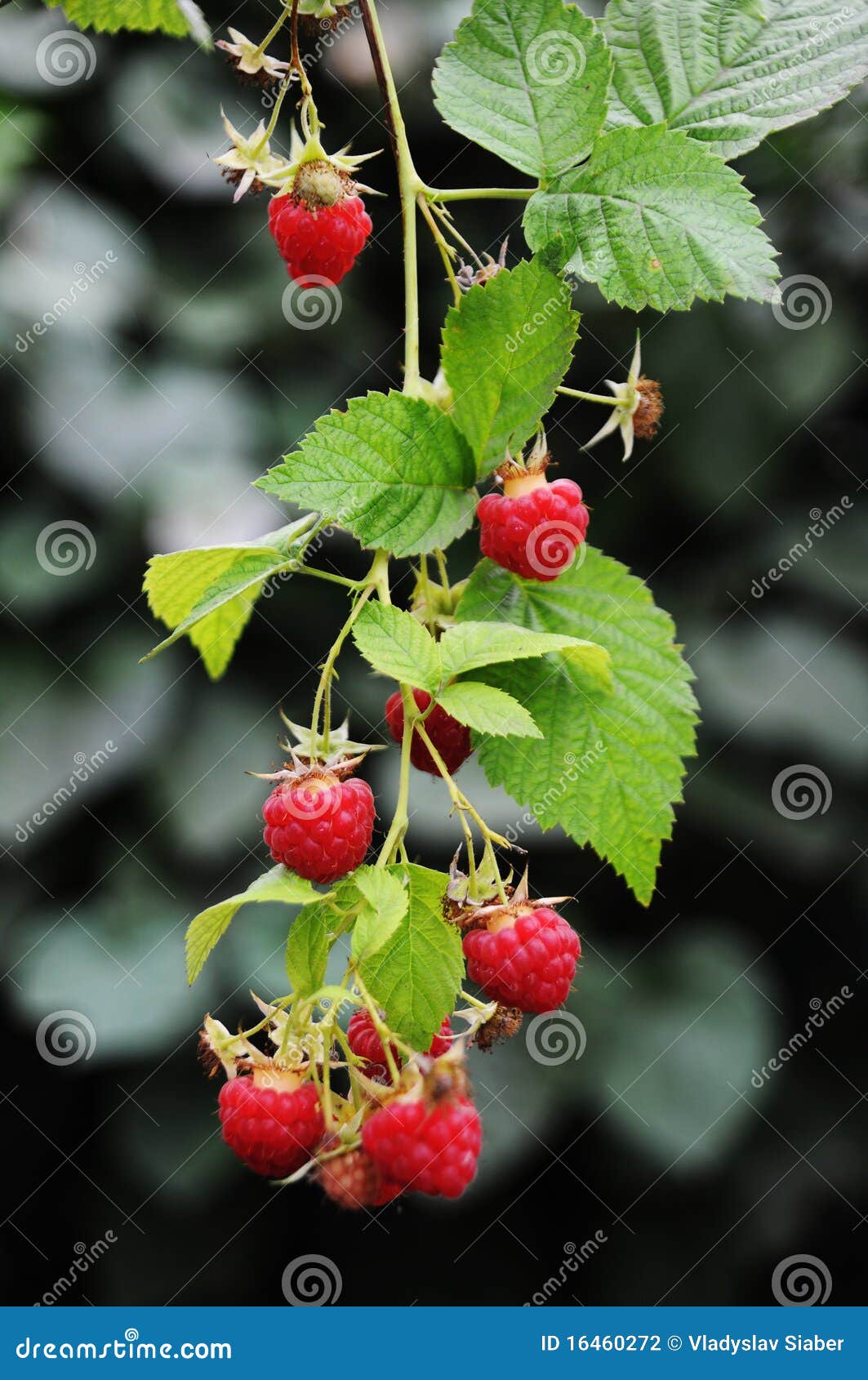 Raspberry stock photo. Image of crop, juicy, group, gardening - 16460272