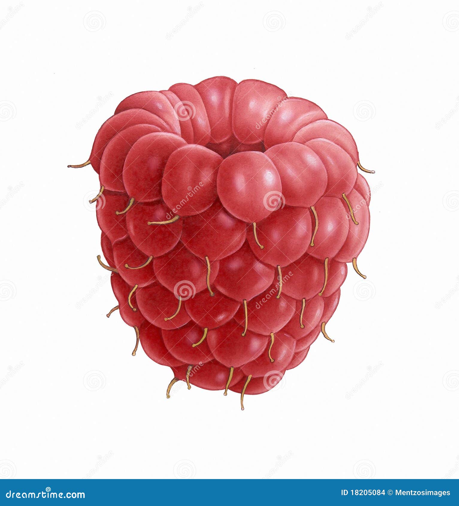 Raspberry stock illustration. Illustration of fruit, dessert - 18205084