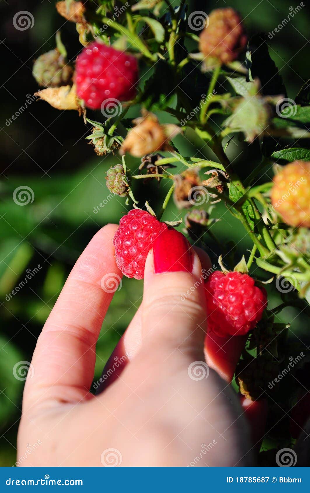 Raspberry stock image. Image of closeup, finger, garden - 18785687
