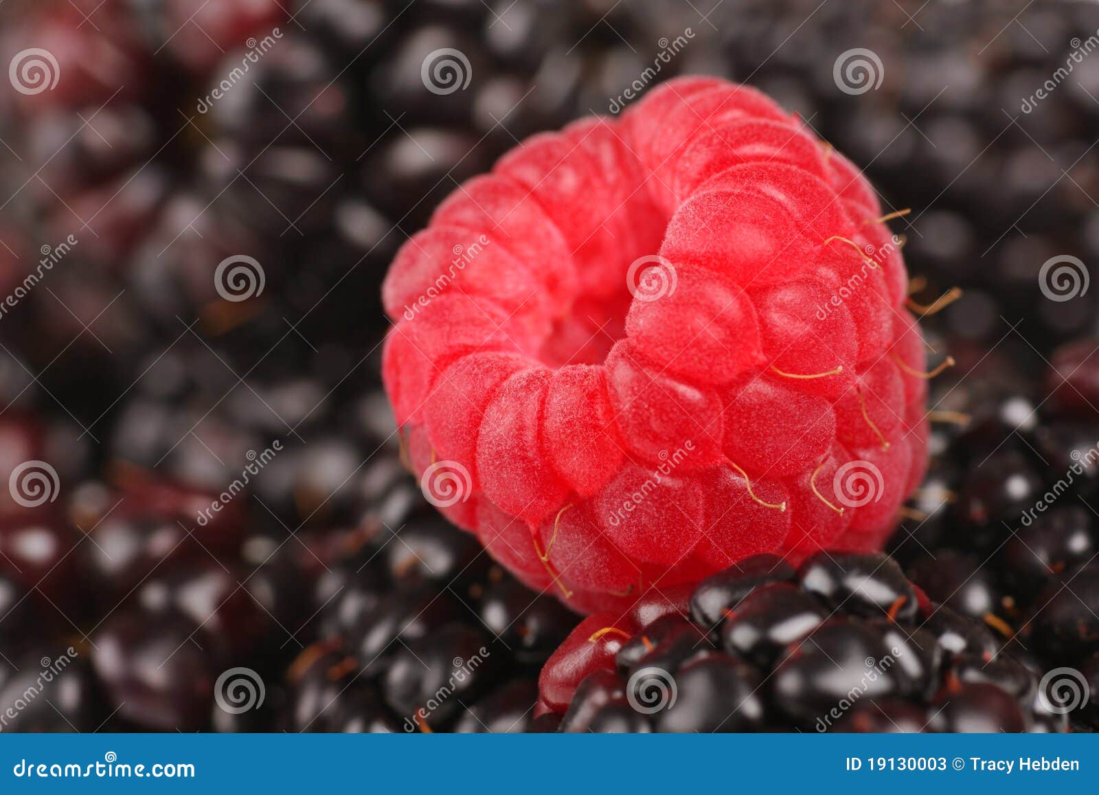 Raspberry stock image. Image of freshness, sweet, organic - 19130003
