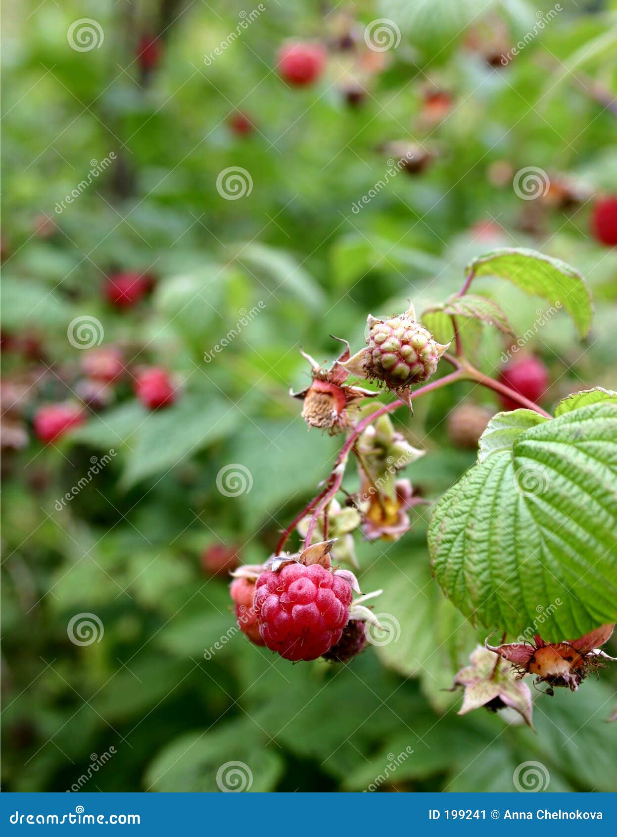 Raspberry stock image. Image of plant, crop, yellow, summer - 199241