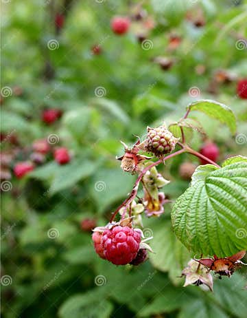 Raspberry stock image. Image of plant, crop, yellow, summer - 199241