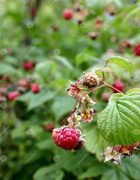 Raspberry stock image. Image of plant, crop, yellow, summer - 199241