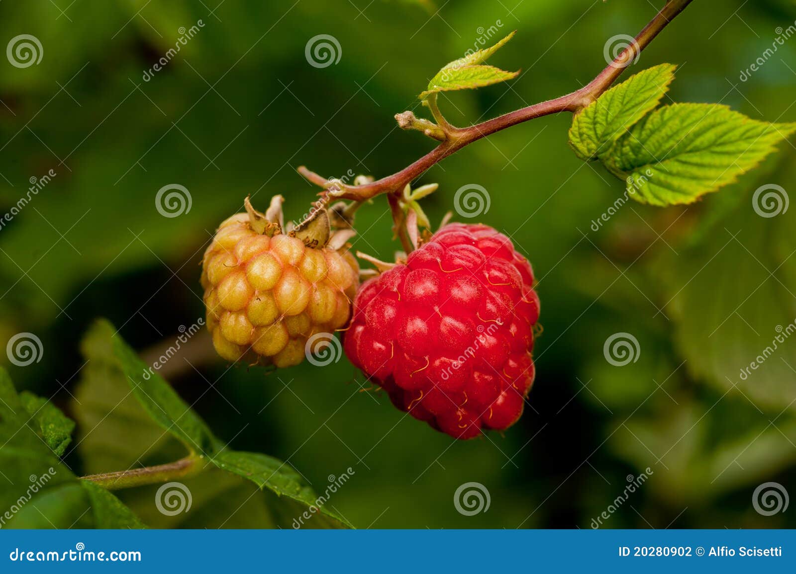 Raspberry stock photo. Image of gourmet, food, single - 20280902