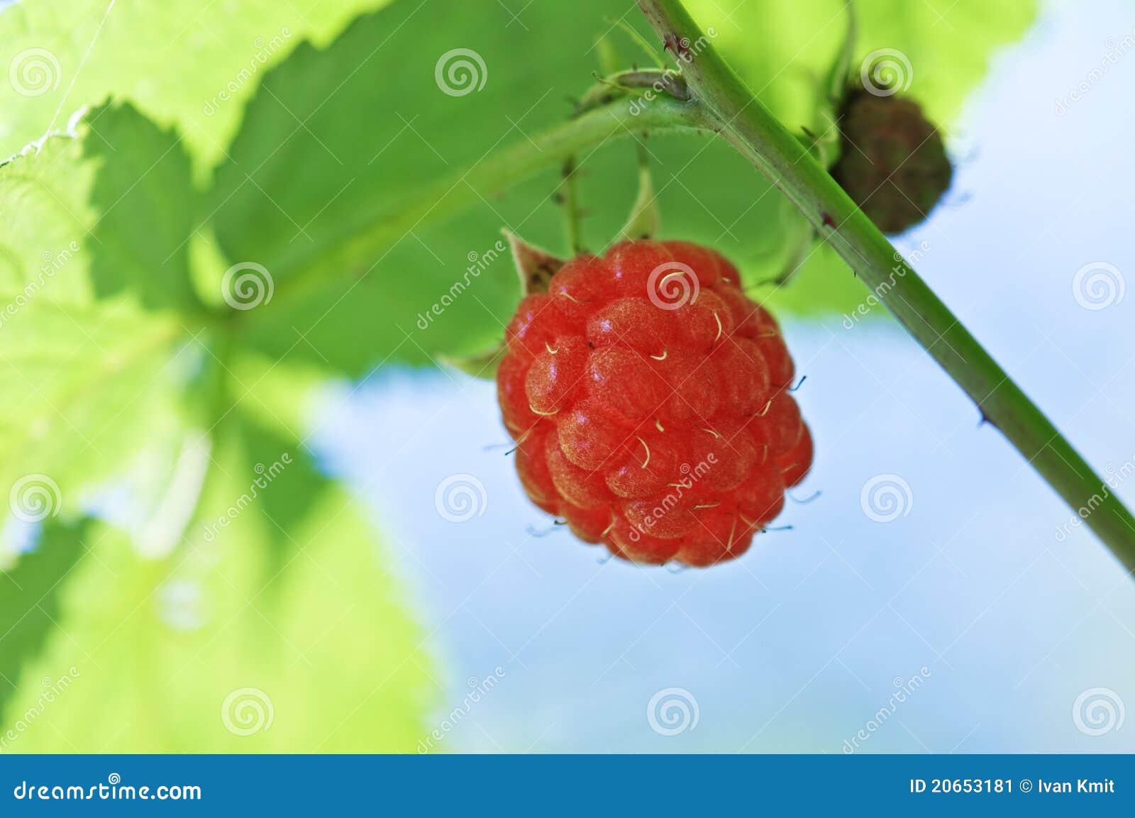 Raspberry stock image. Image of raspberry, macro, berries - 20653181