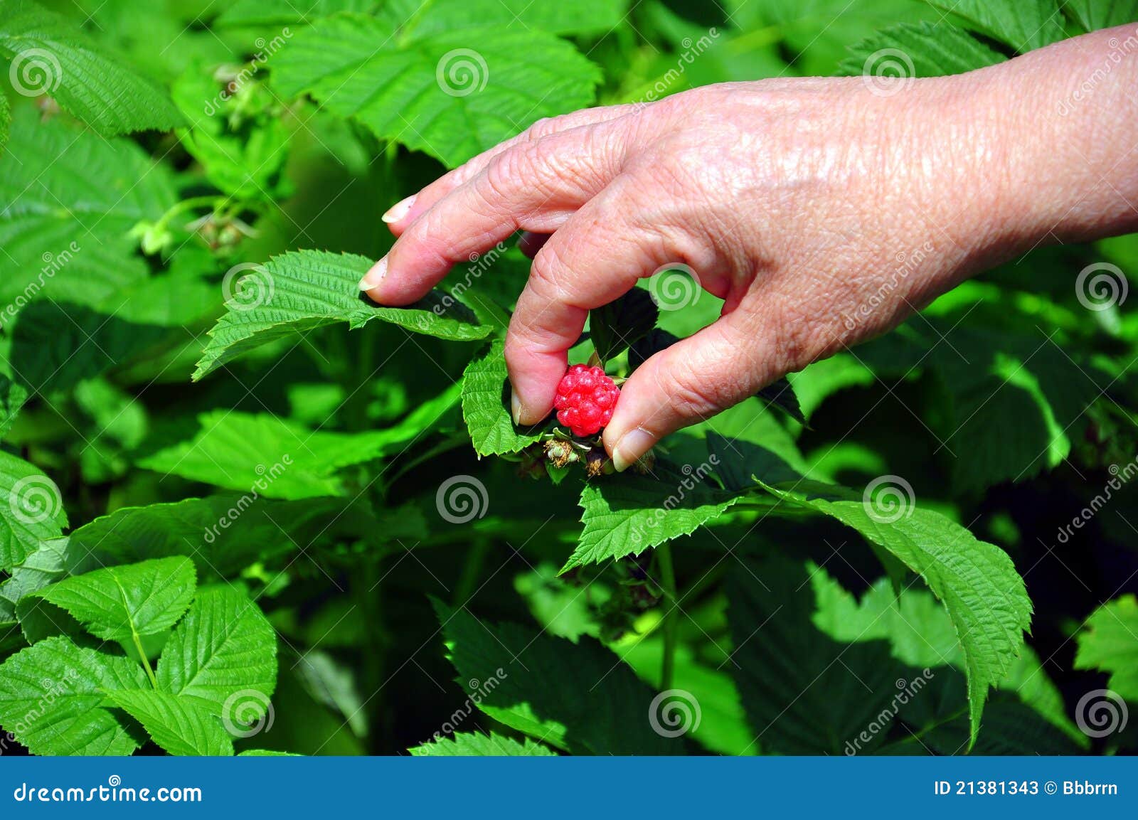 Raspberry stock image. Image of food, country, fingers - 21381343