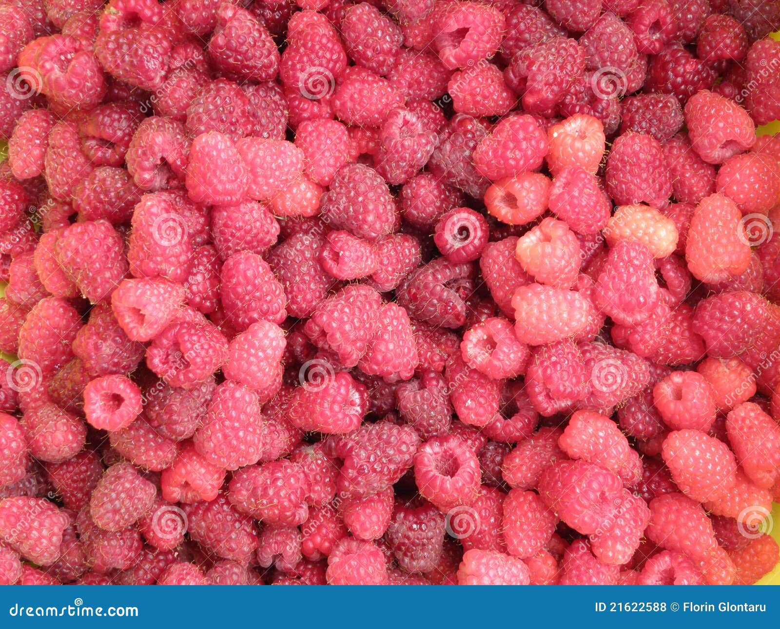 Raspberry stock photo. Image of berries, fresh, fruit - 21622588